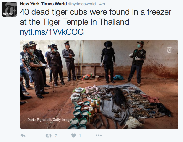 Dead tiger cubs found in popular Thai tourist attraction - TravelMole