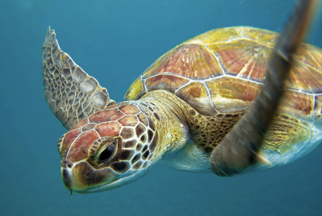 TUI takes action to help protect turtles - TravelMole