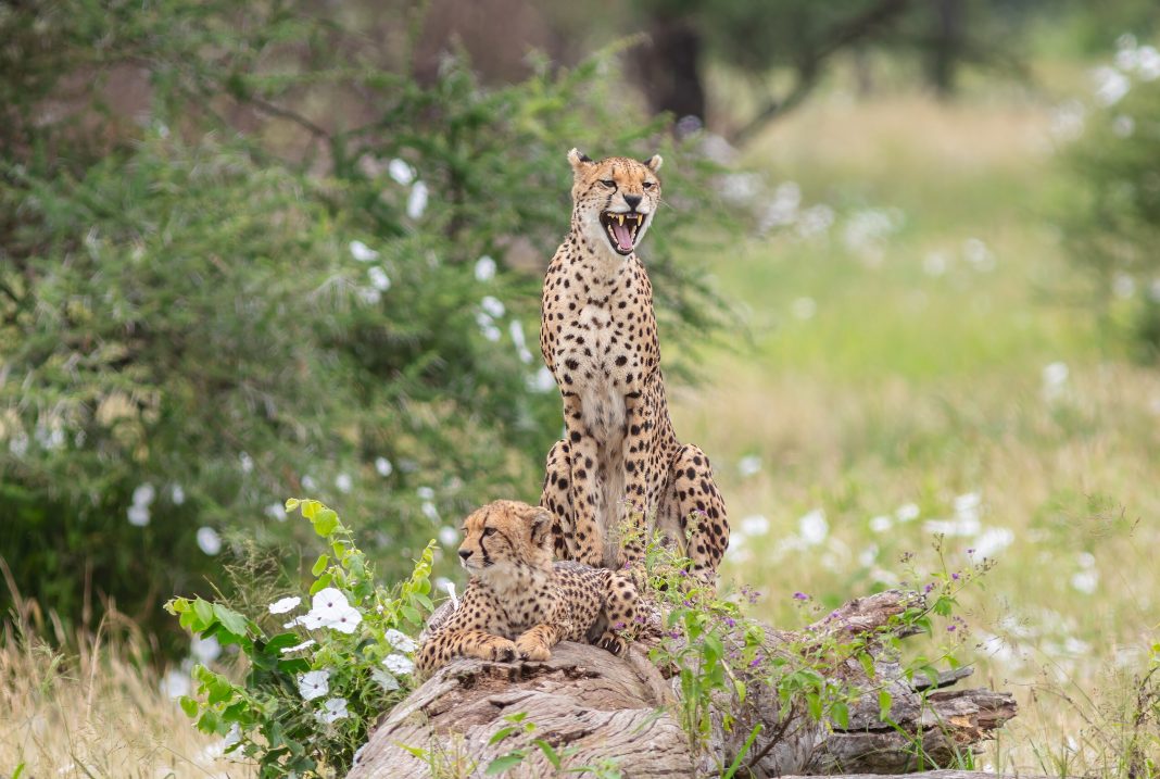 Tanzania looks at imposing a compulsory travel insurance for tourists